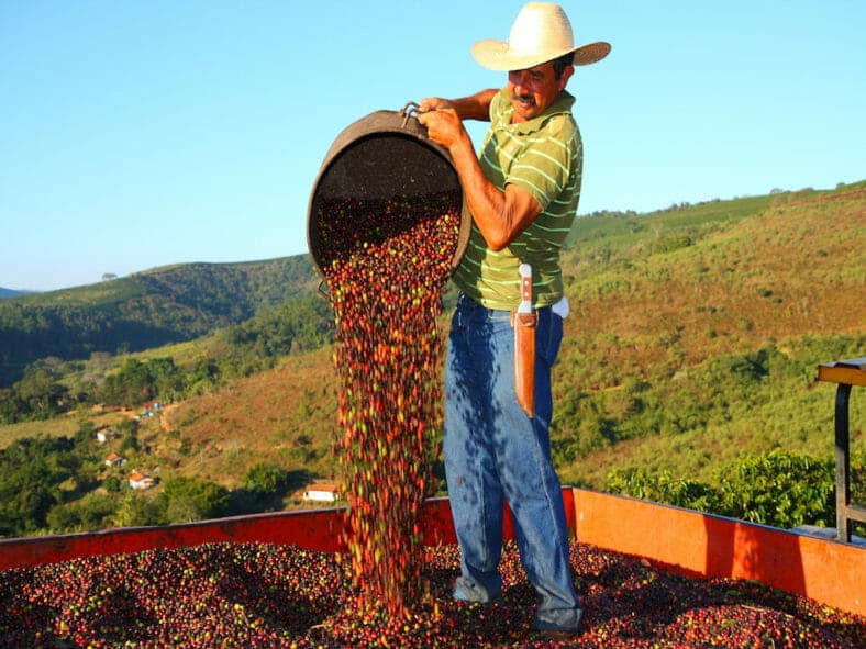 Braziliaanse koffie: alle ins en outs » Vivakoffie